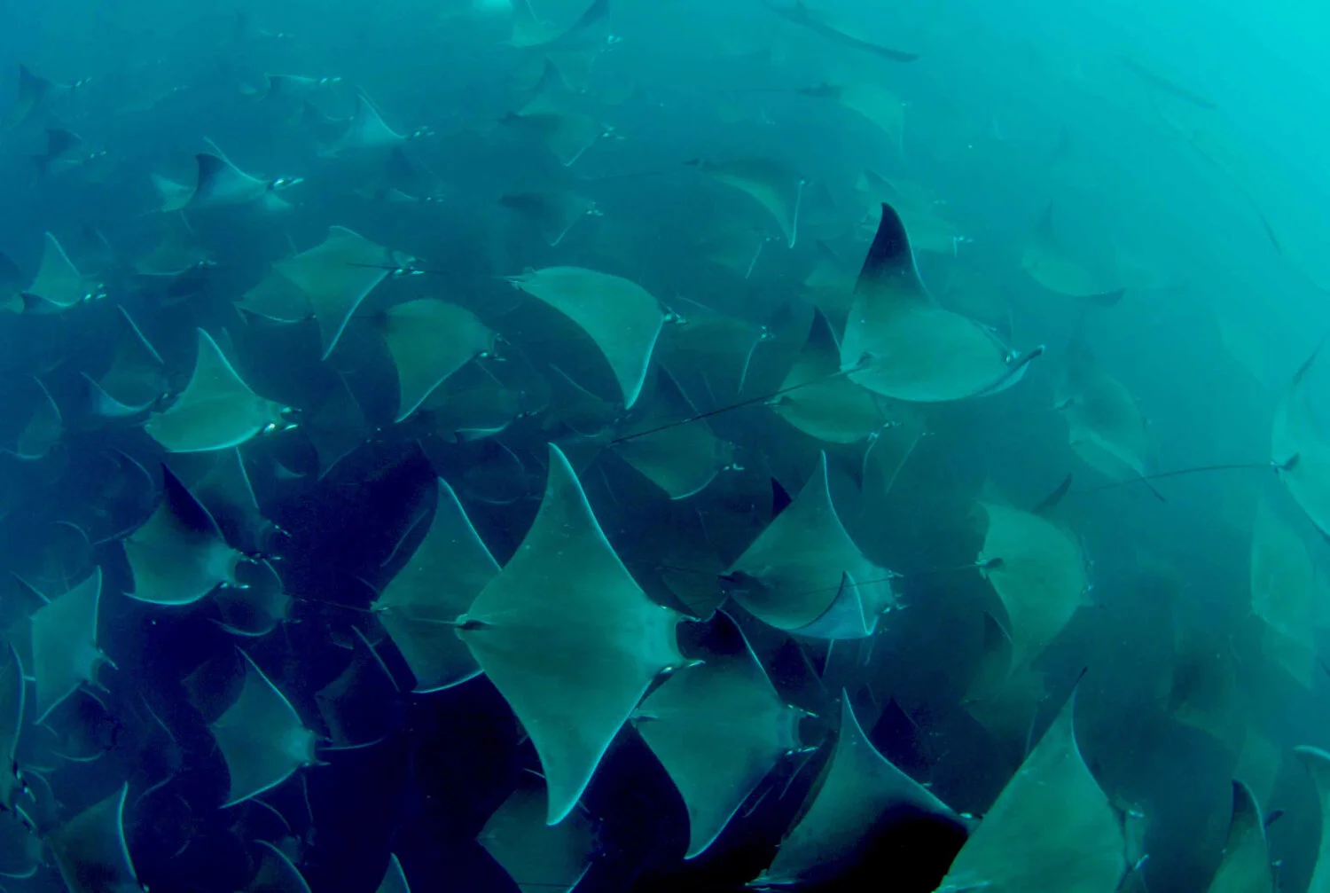Munk's Pygmy Devil Ray (Mobula munkiana) Species Guide — Manta Trust