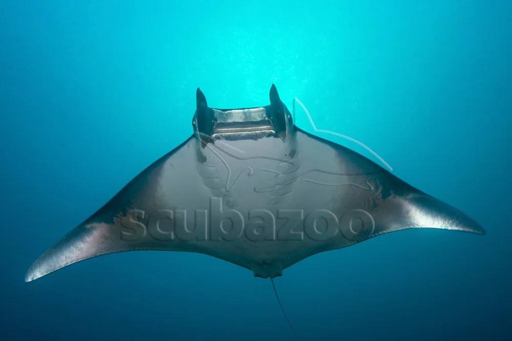 Bentfin Devil Ray (Mobula thurstoni) Species Guide — Manta Trust