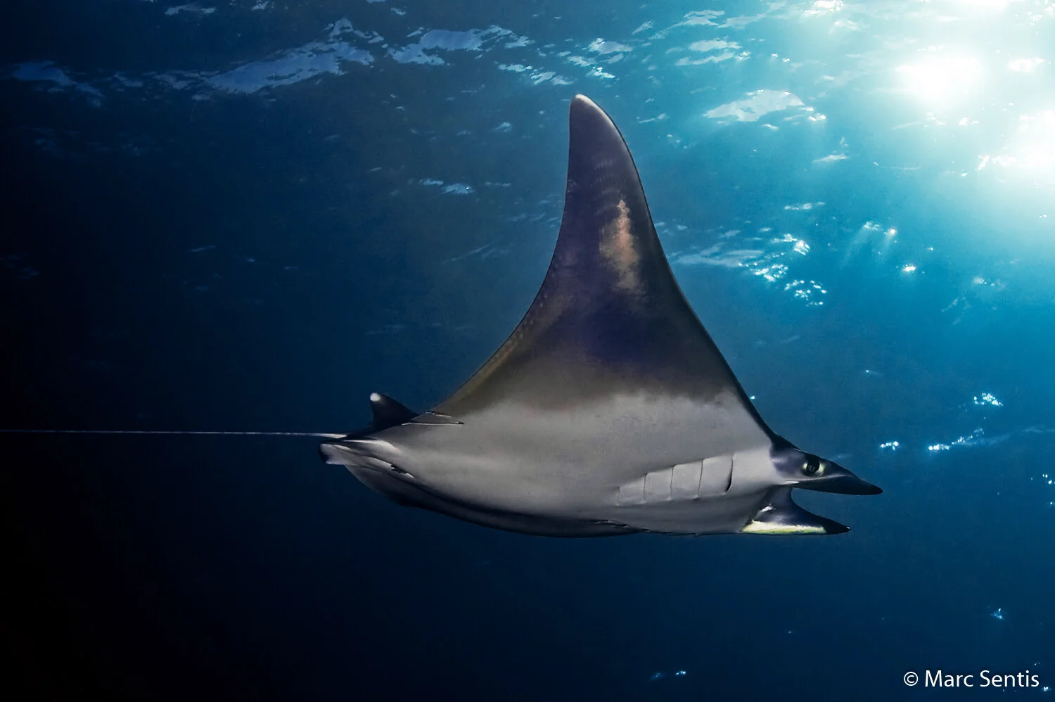 Bentfin Devil Ray (Mobula thurstoni) Species Guide — Manta Trust