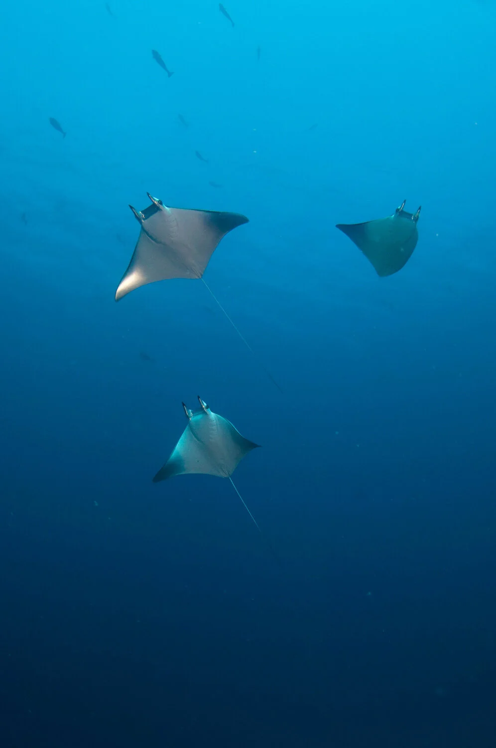 Bentfin Devil Ray (Mobula thurstoni) Species Guide — Manta Trust
