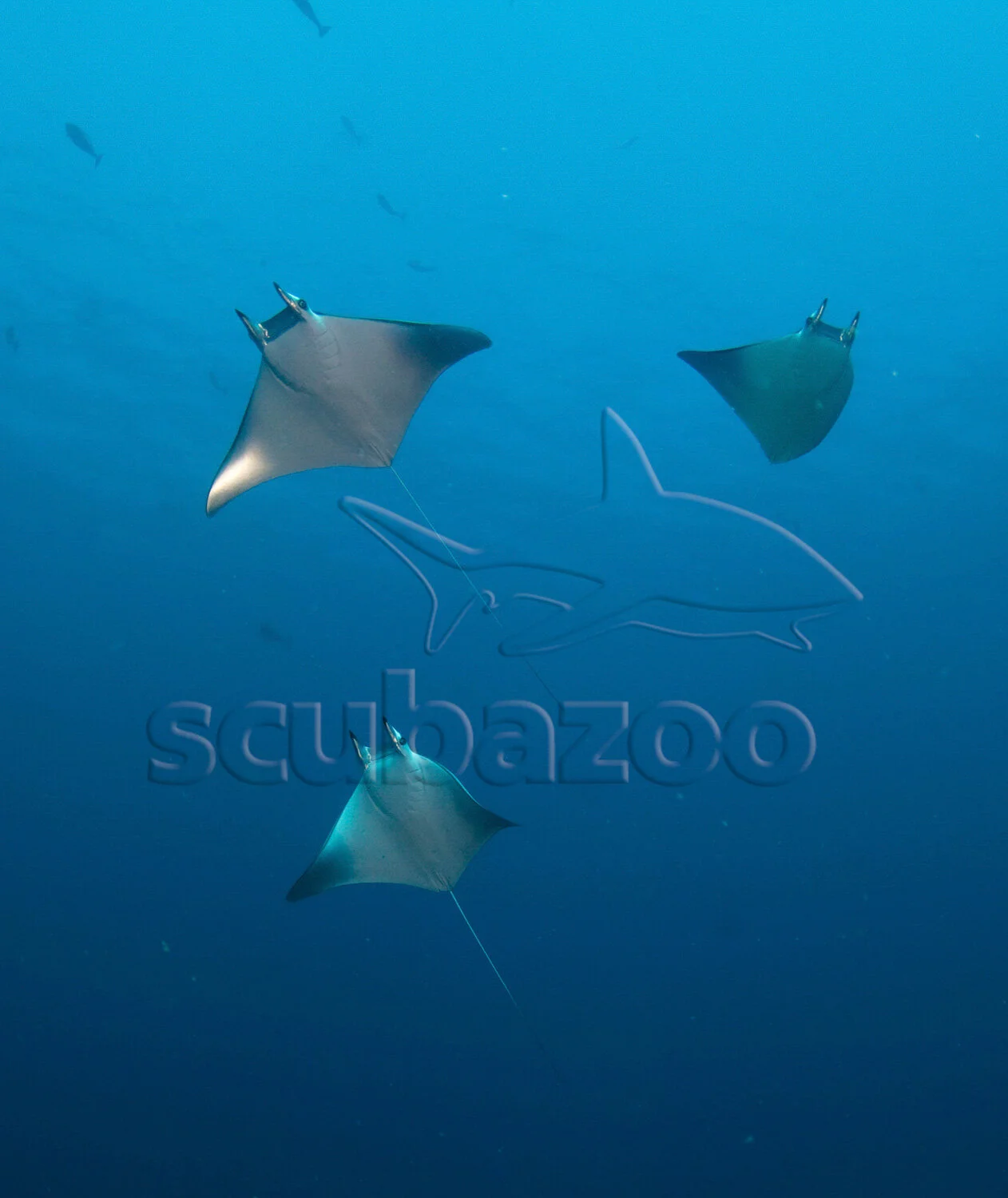 Bentfin Devil Ray (Mobula thurstoni) Species Guide — Manta Trust