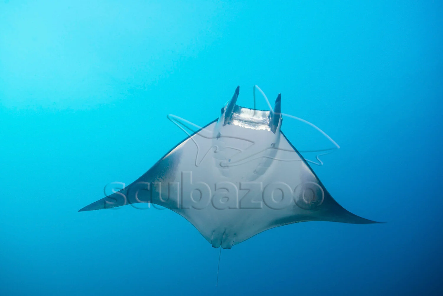 Bentfin Devil Ray (Mobula thurstoni) Species Guide — Manta Trust