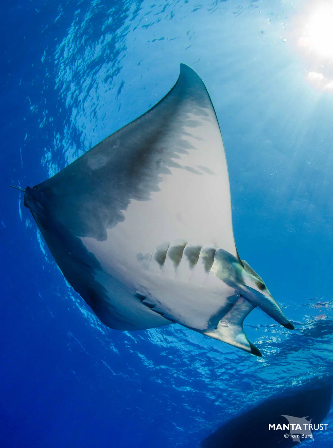 Sicklefin Devil Ray (Mobula tarapacana) Species Guide — Manta Trust