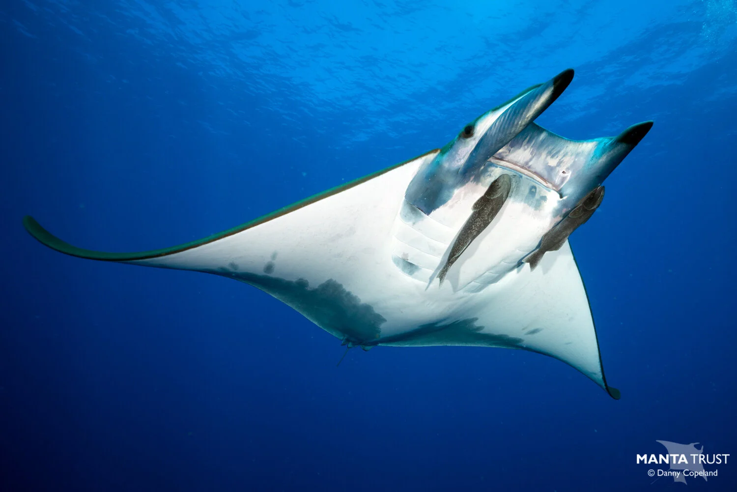 Sicklefin Devil Ray (Mobula tarapacana) Species Guide — Manta Trust