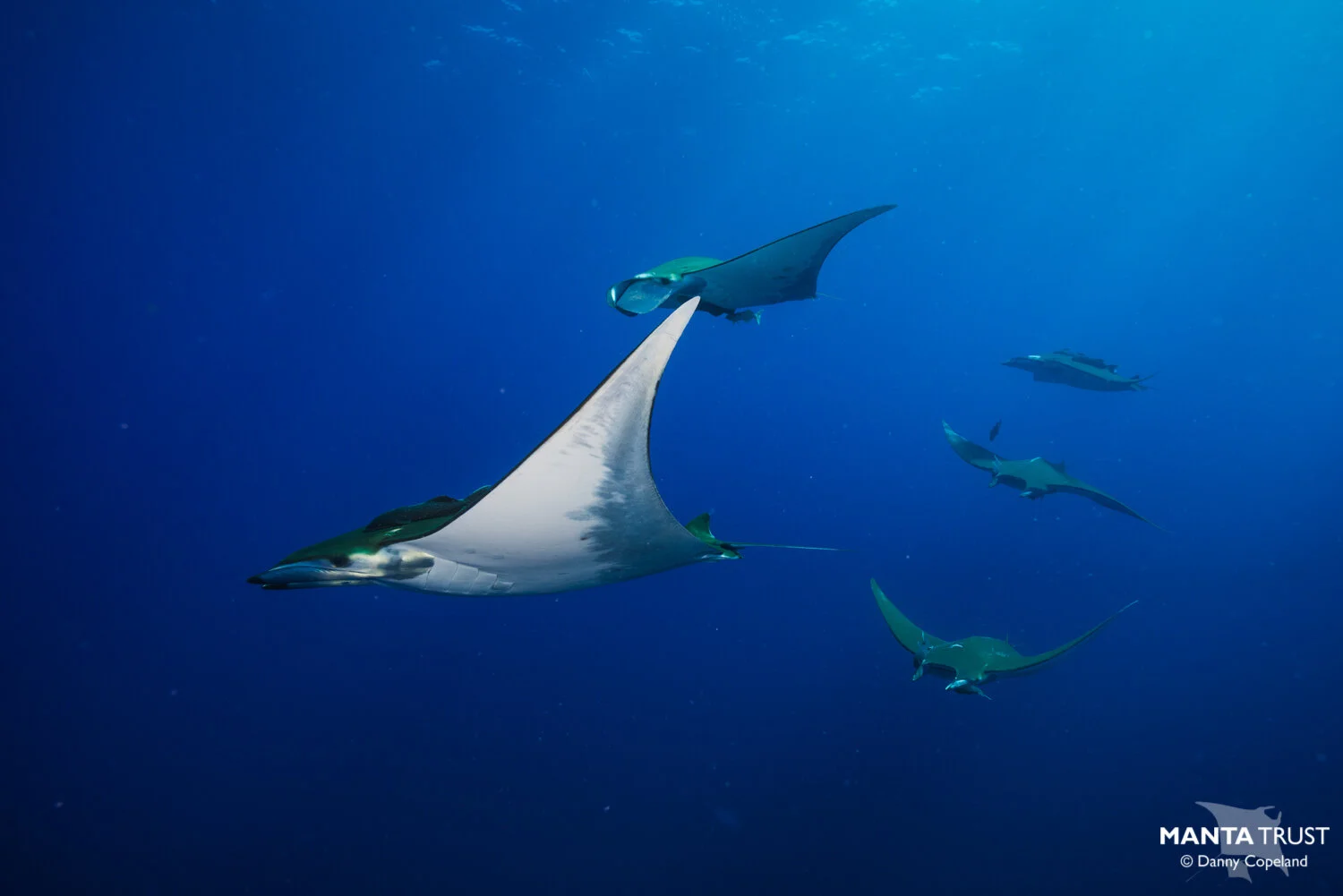 Sicklefin Devil Ray (Mobula tarapacana) Species Guide — Manta Trust