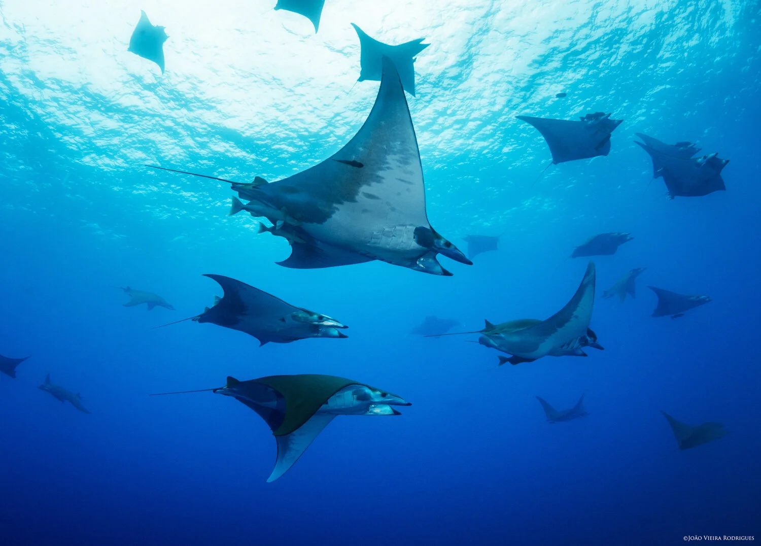 Sicklefin Devil Ray (Mobula tarapacana) Species Guide — Manta Trust