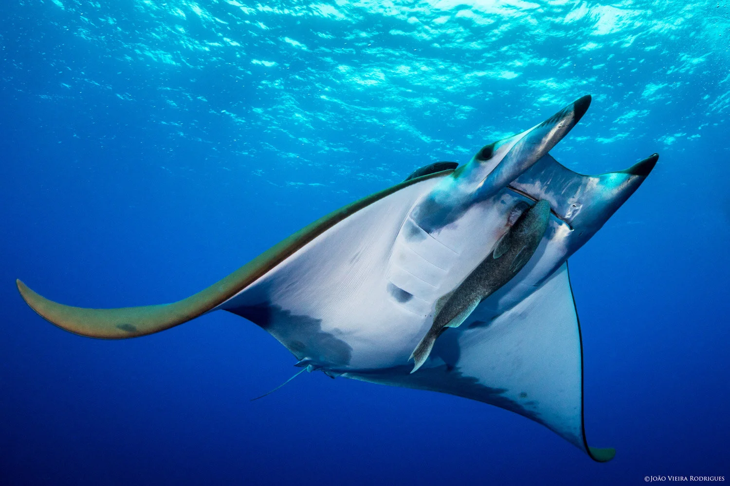 Devil Rays Fish