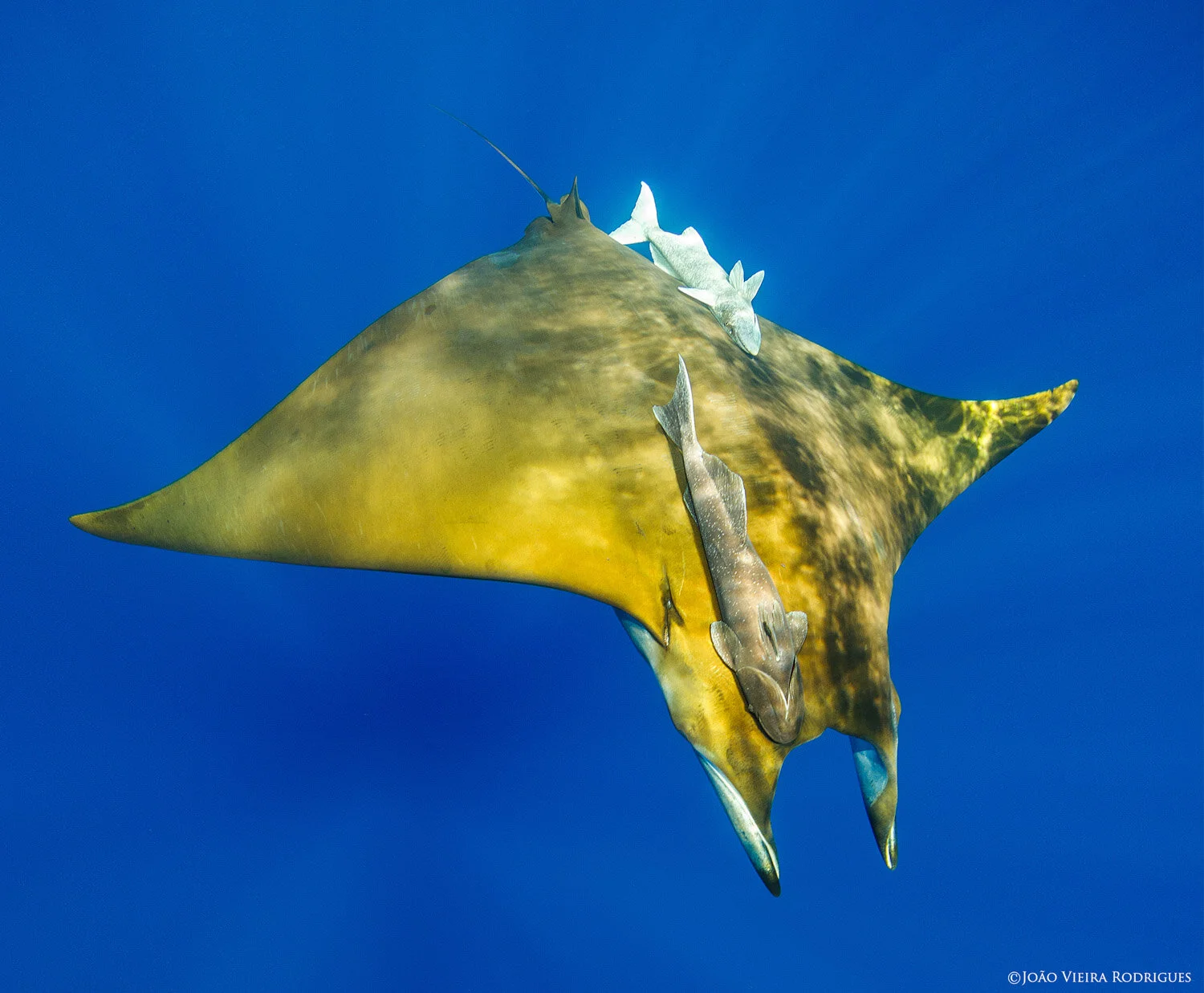 Devil Rays Fish