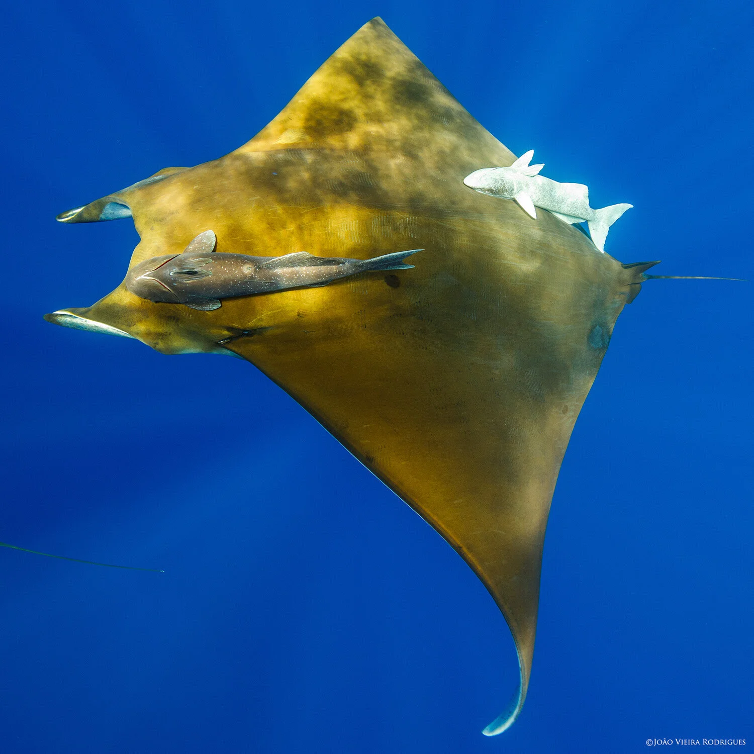 Sicklefin Devil Ray (Mobula tarapacana) Species Guide — Manta Trust