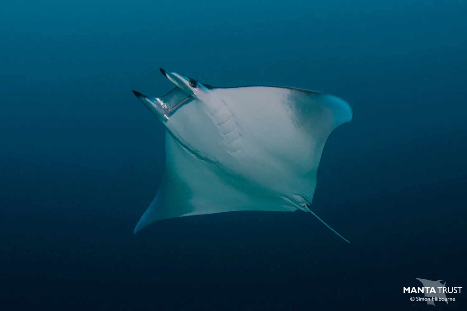 Shorthorned Pygmy Devil Ray (Mobula kuhlii) Species Guide — Manta Trust