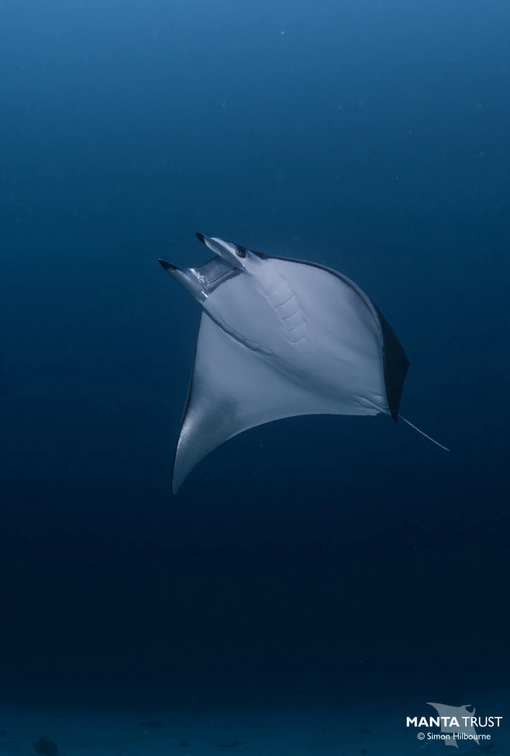Shorthorned Pygmy Devil Ray (Mobula kuhlii) Species Guide — Manta Trust