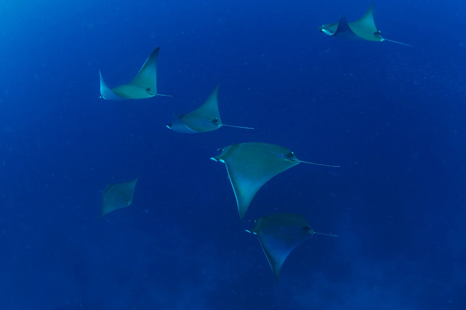 Shorthorned Pygmy Devil Ray (Mobula kuhlii) Species Guide — Manta Trust