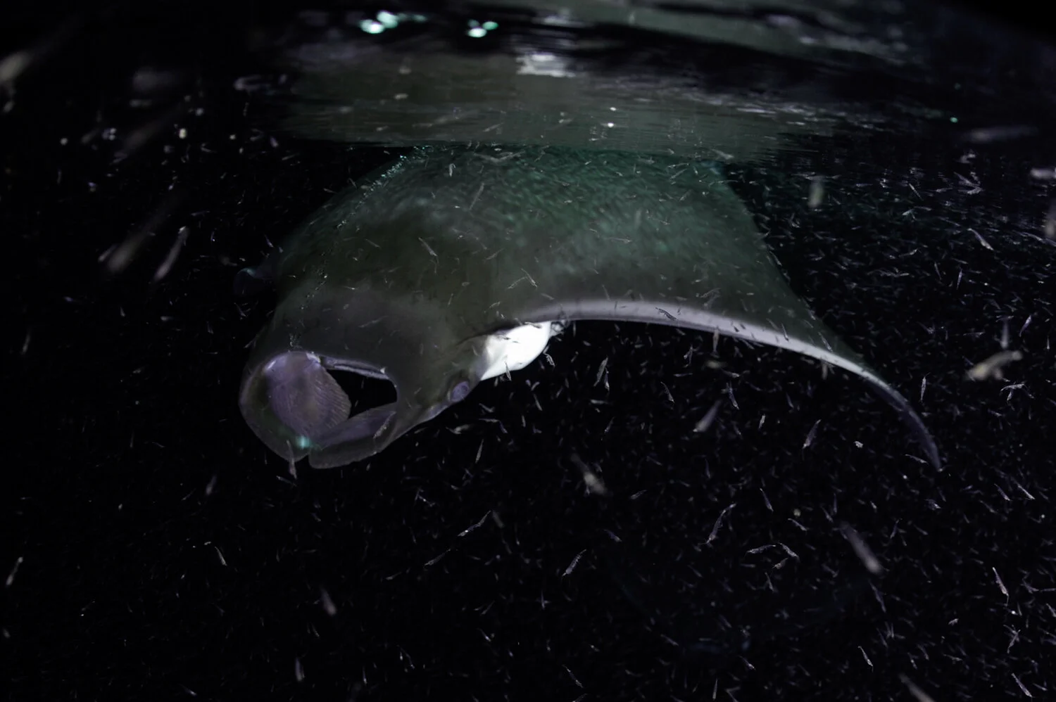 Shorthorned Pygmy Devil Ray (Mobula kuhlii) Species Guide — Manta Trust