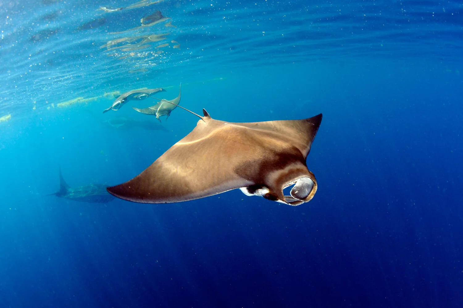Atlantic Pygmy Devil Ray (Mobula hypostoma) Species Guide — Manta Trust