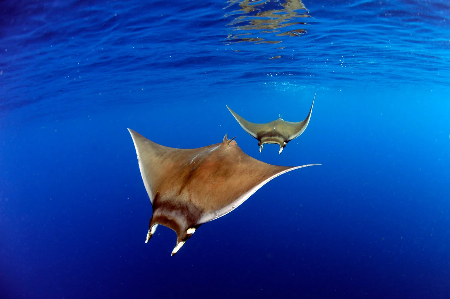 Atlantic Pygmy Devil Ray (Mobula hypostoma) Species Guide — Manta Trust