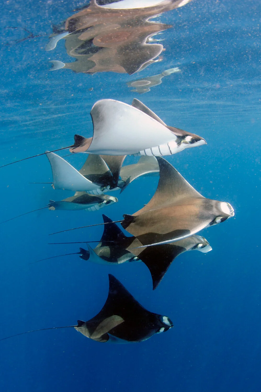 Atlantic Pygmy Devil Ray (Mobula hypostoma) Species Guide — Manta Trust