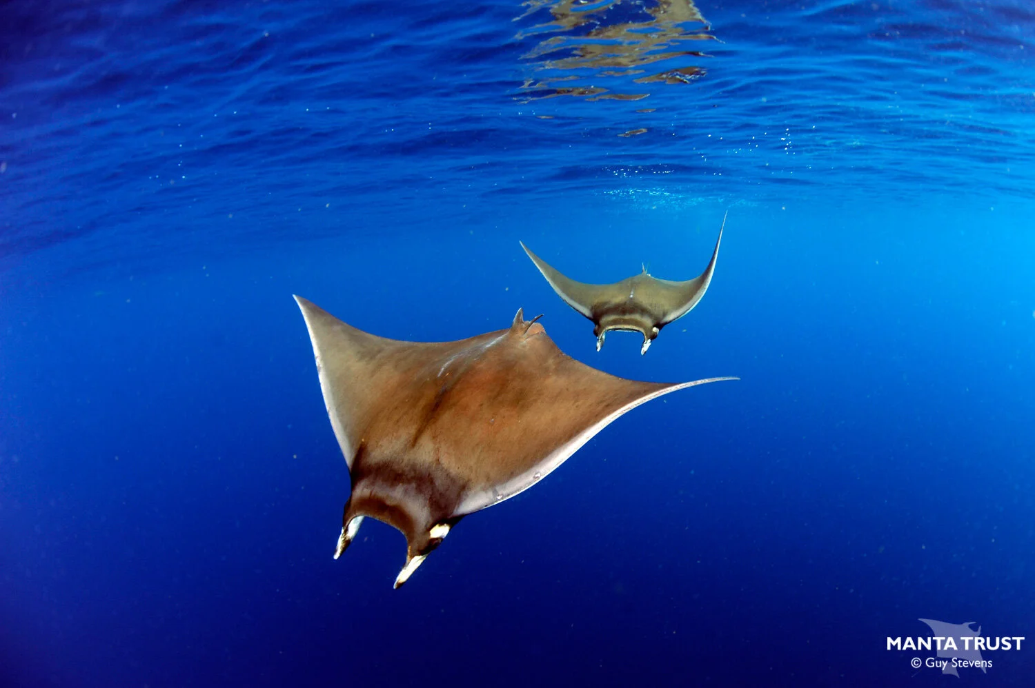 Atlantic Pygmy Devil Ray (Mobula hypostoma) Species Guide — Manta Trust