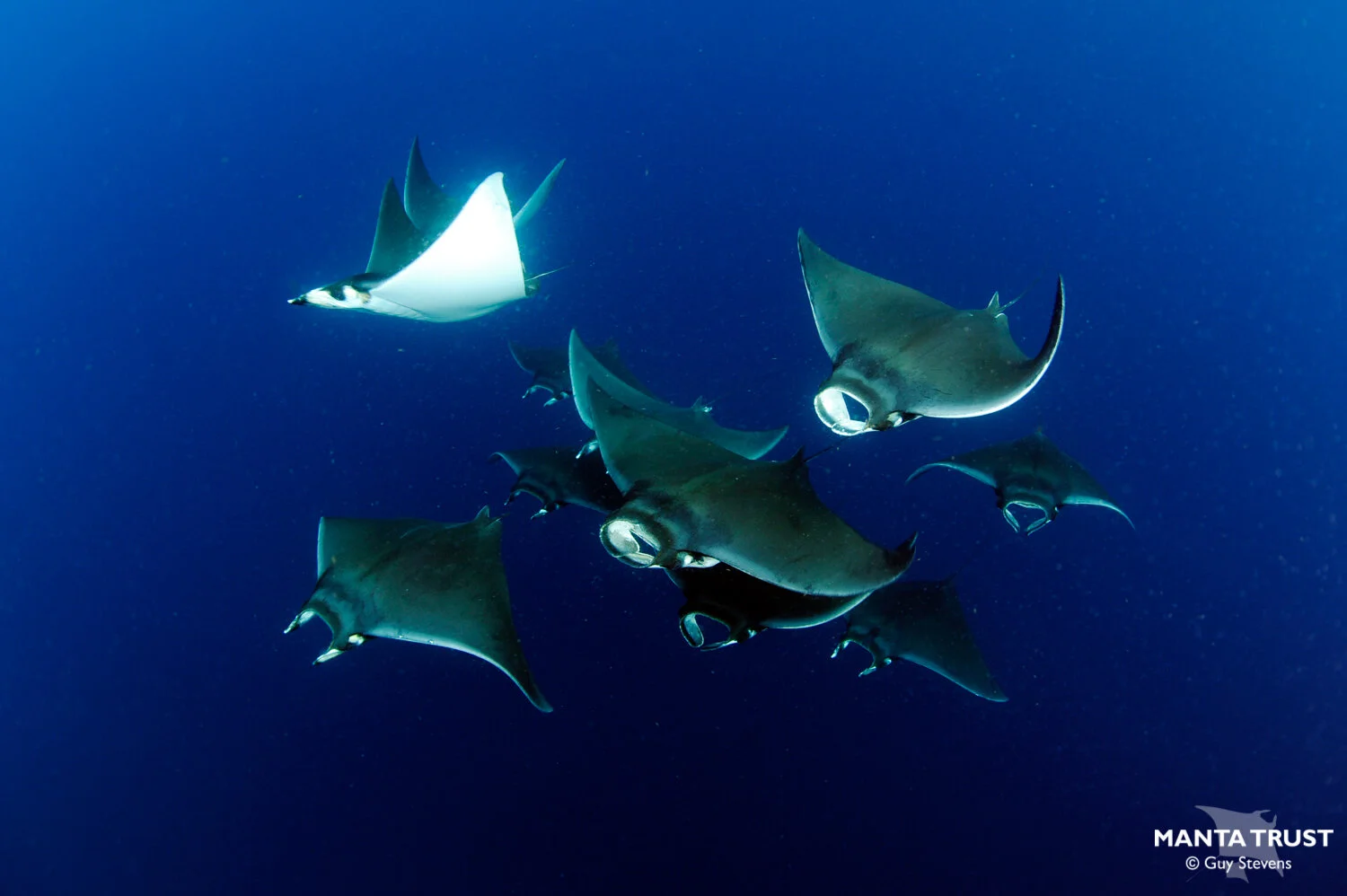 Atlantic Pygmy Devil Ray (Mobula hypostoma) Species Guide — Manta Trust