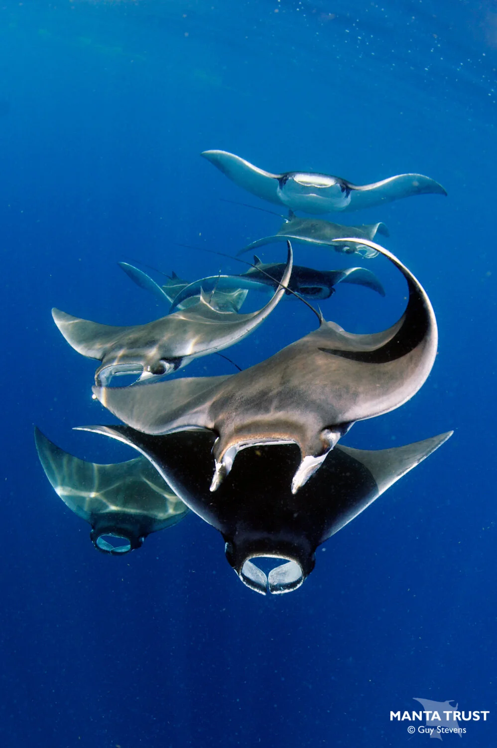 Atlantic Pygmy Devil Ray (Mobula hypostoma) Species Guide — Manta Trust