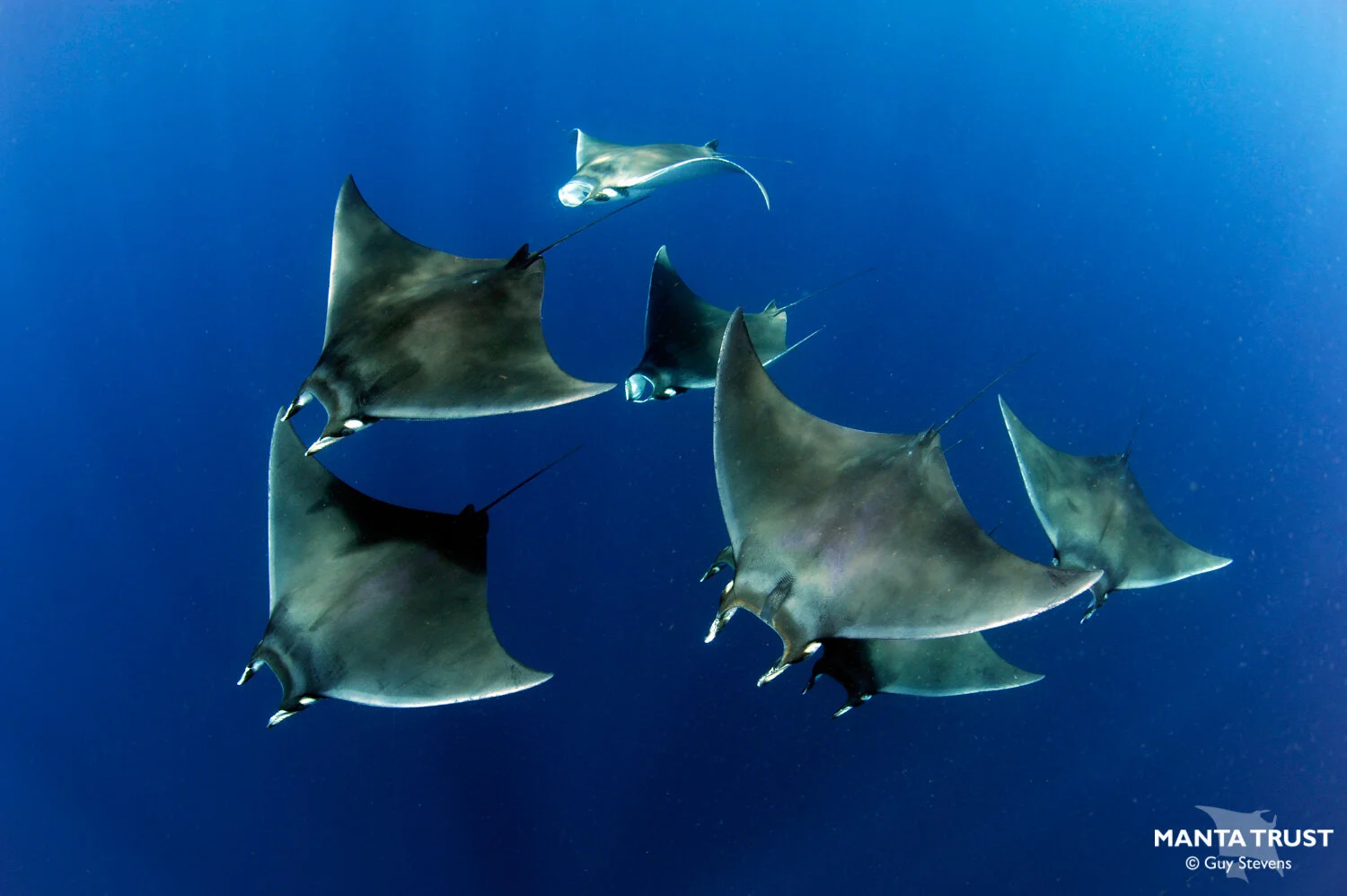 Atlantic Pygmy Devil Ray (Mobula hypostoma) Species Guide — Manta Trust