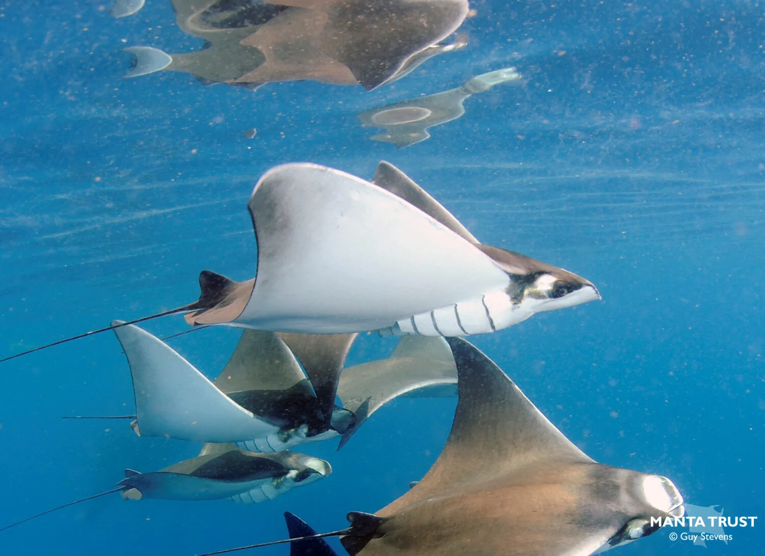 Atlantic Pygmy Devil Ray (Mobula hypostoma) Species Guide — Manta Trust