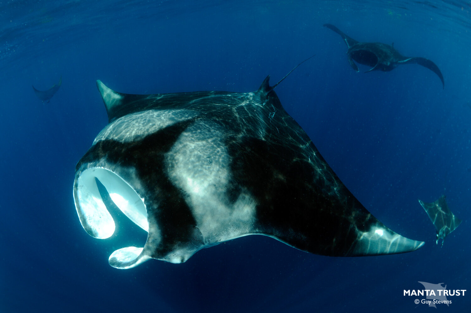 Atlantic Manta Ray (Mobula cf. birostris) Species Guide — Manta Trust