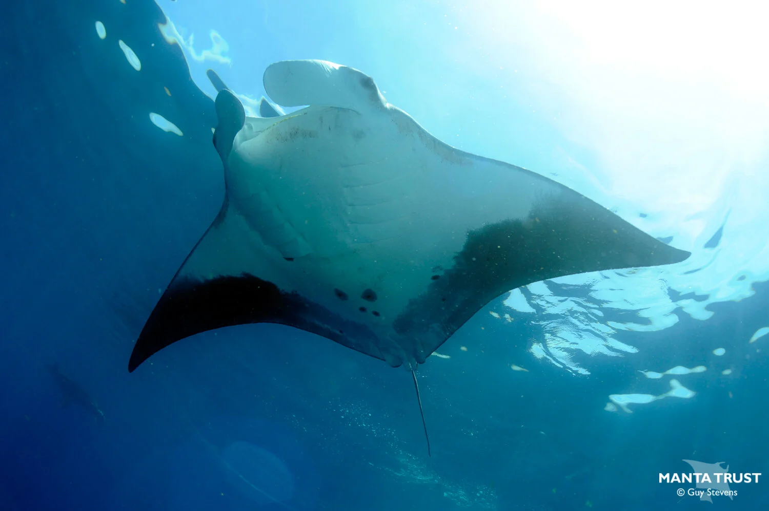 Atlantic Manta Ray (Mobula cf. birostris) Species Guide — Manta Trust