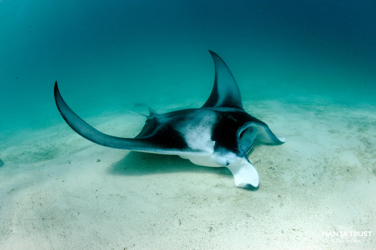Reef Manta Ray (Mobula alfredi) Species Guide — Manta Trust