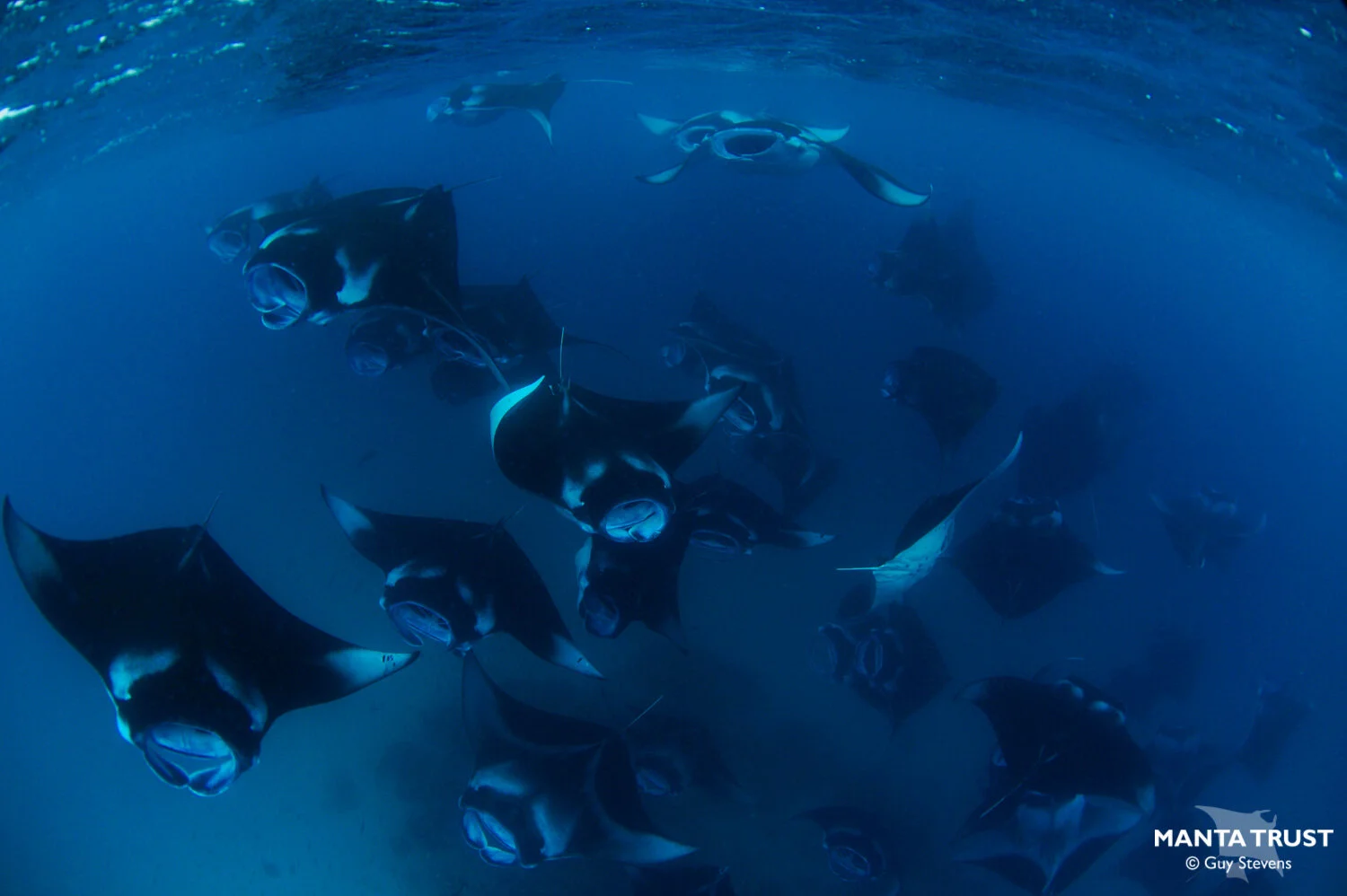 Reef Manta Ray (Mobula alfredi) Species Guide — Manta Trust
