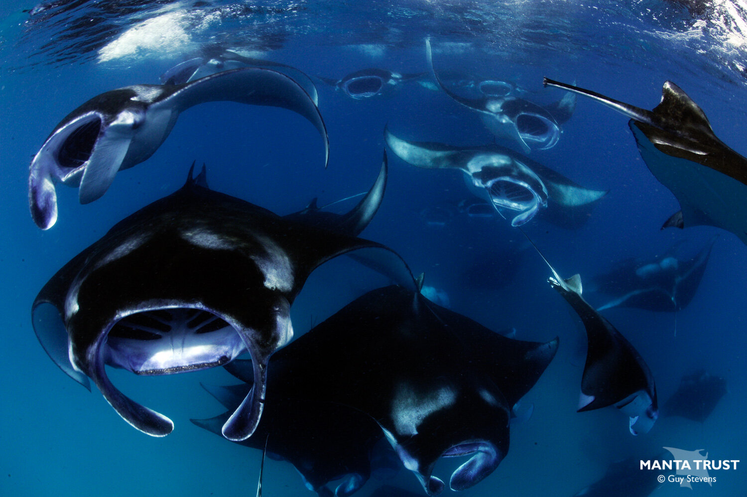 Reef Manta Ray (Mobula alfredi) Species Guide — Manta Trust