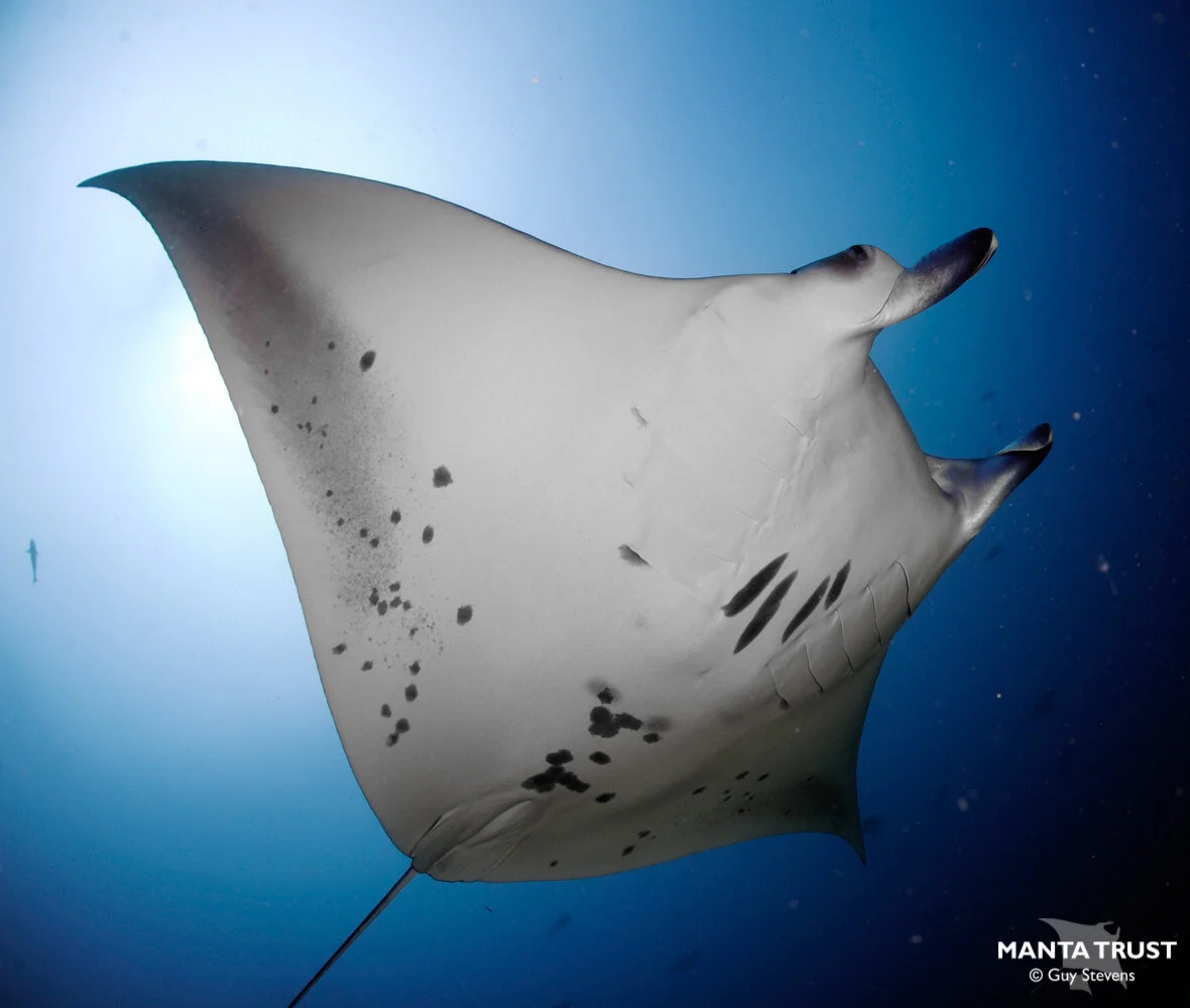 Reef Manta Ray (Mobula alfredi) Species Guide — Manta Trust