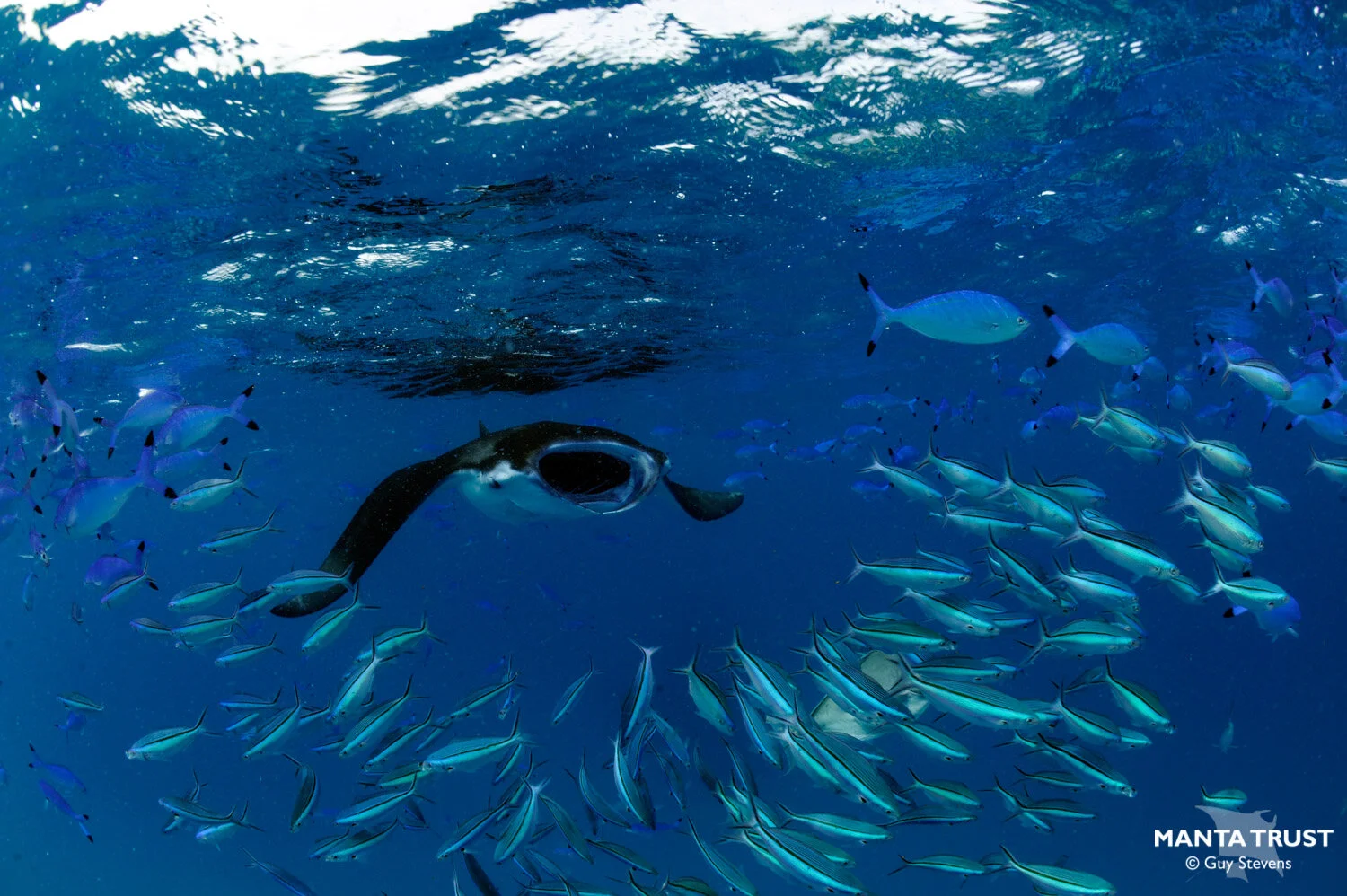 Reef Manta Ray (Mobula alfredi) Species Guide — Manta Trust
