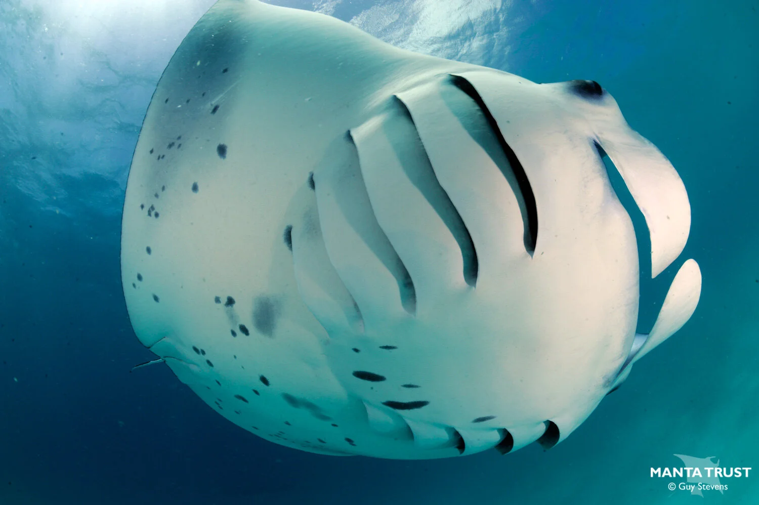 Reef Manta Ray (Mobula alfredi) Species Guide — Manta Trust