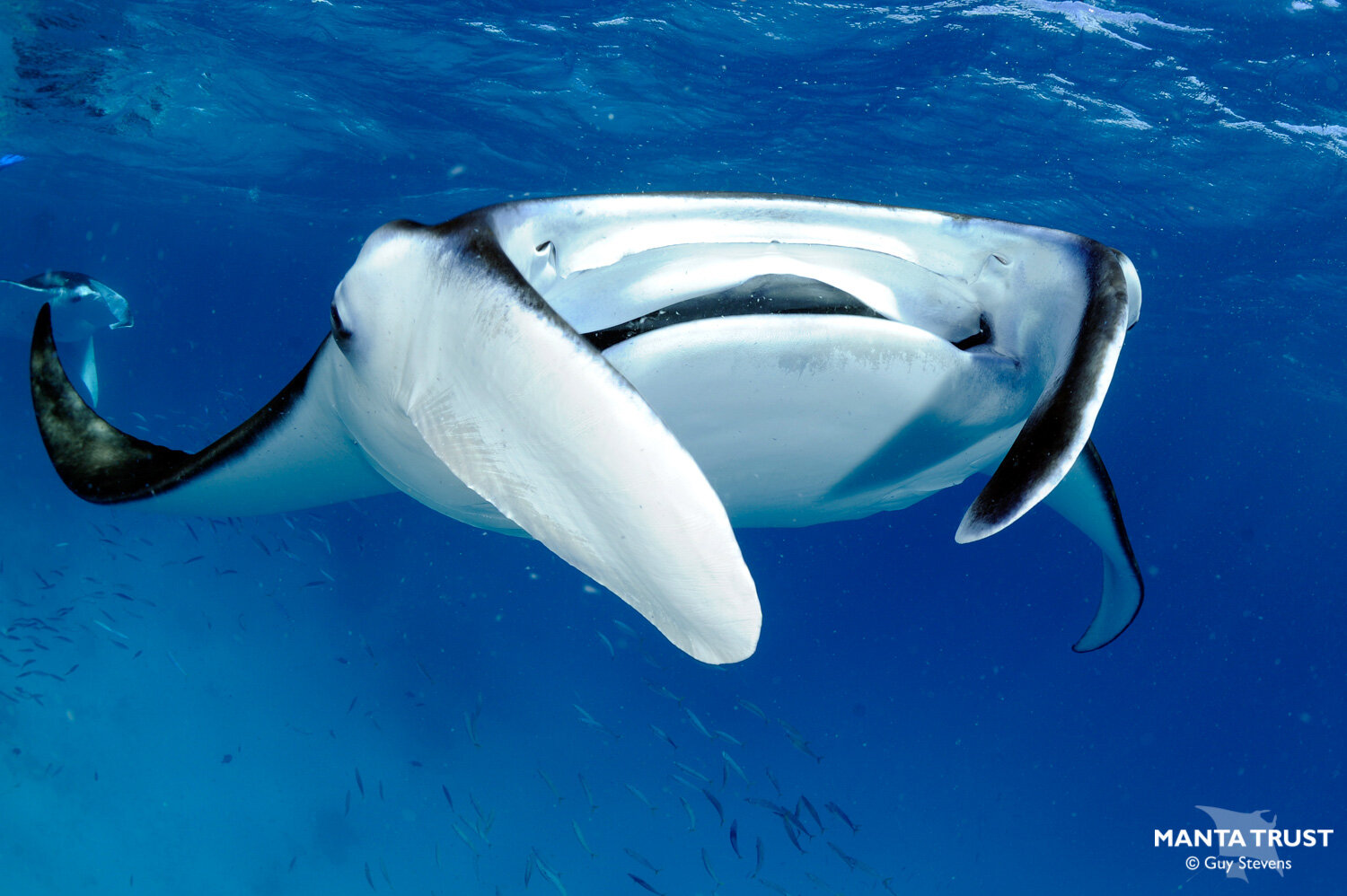 Reef Manta Ray (Mobula alfredi) Species Guide — Manta Trust