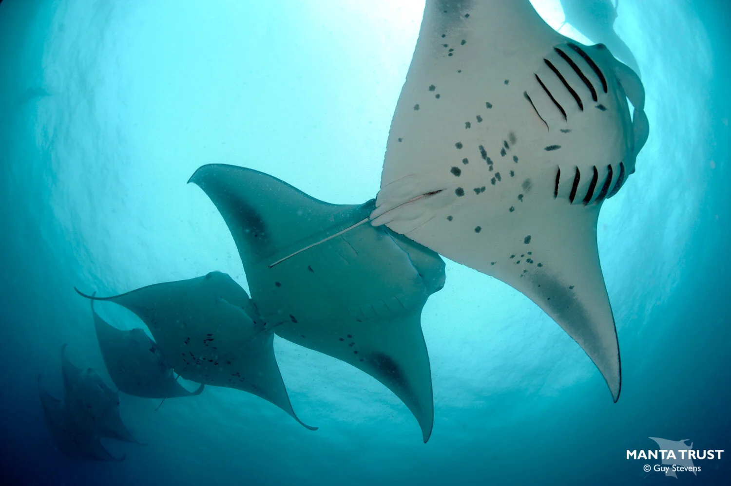 Reef Manta Ray (Mobula alfredi) Species Guide — Manta Trust