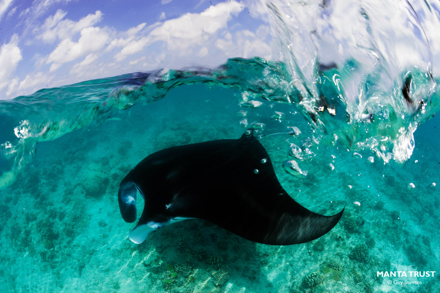 Reef Manta Ray (Mobula alfredi) Species Guide — Manta Trust