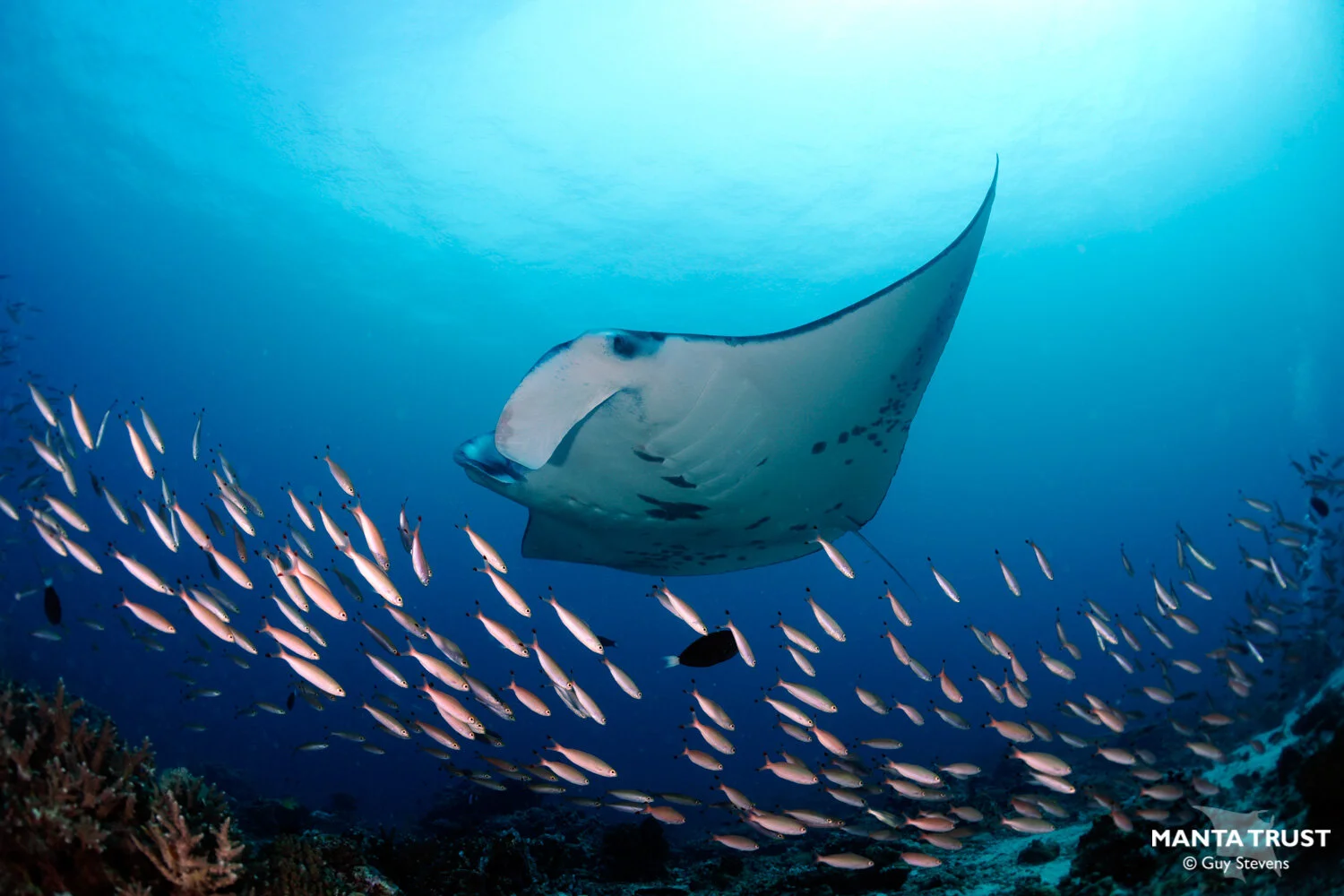 Reef Manta Ray (Mobula alfredi) Species Guide — Manta Trust