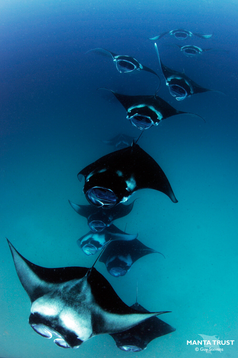 Reef Manta Ray (Mobula alfredi) Species Guide — Manta Trust