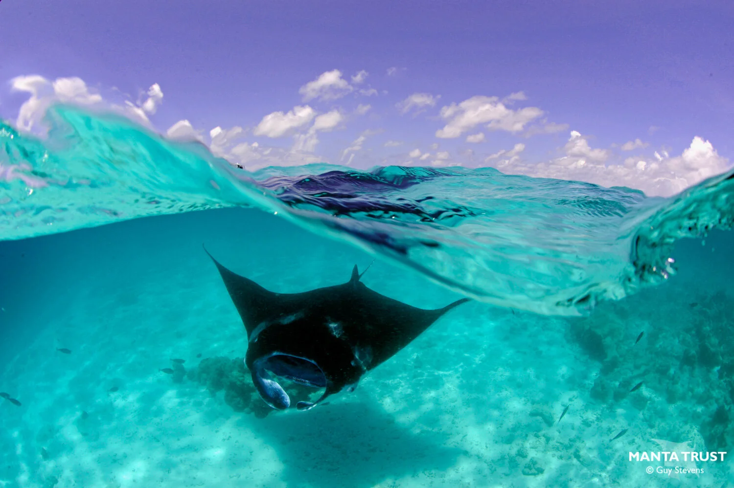 Reef Manta Ray (Mobula alfredi) Species Guide — Manta Trust