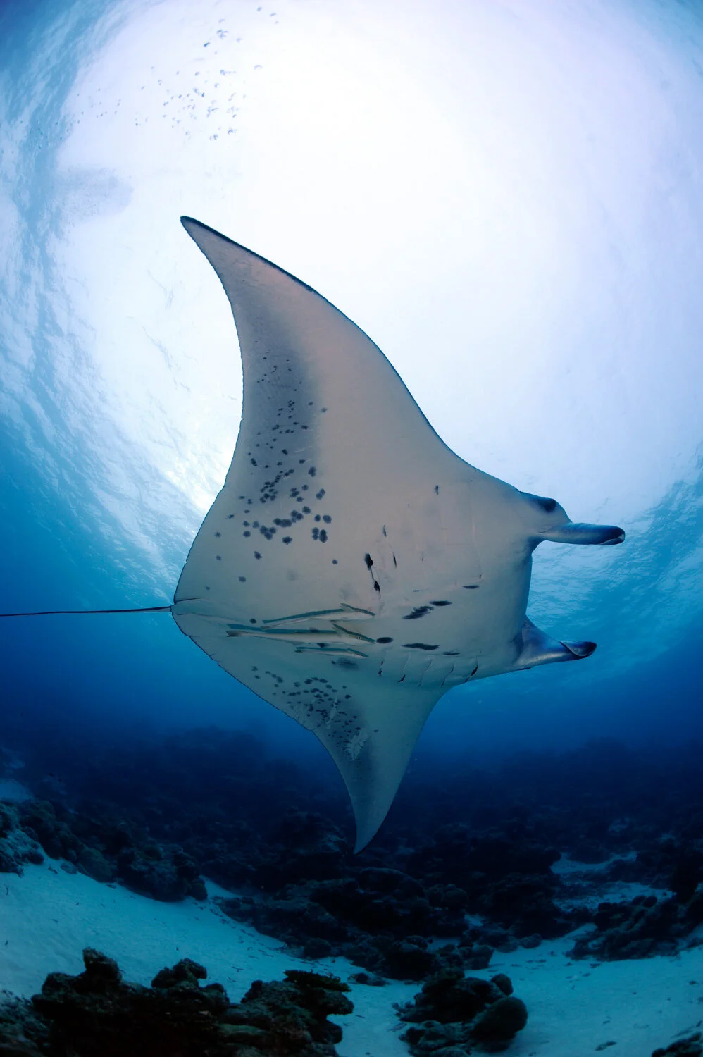 Reef Manta Ray (Mobula alfredi) Species Guide — Manta Trust