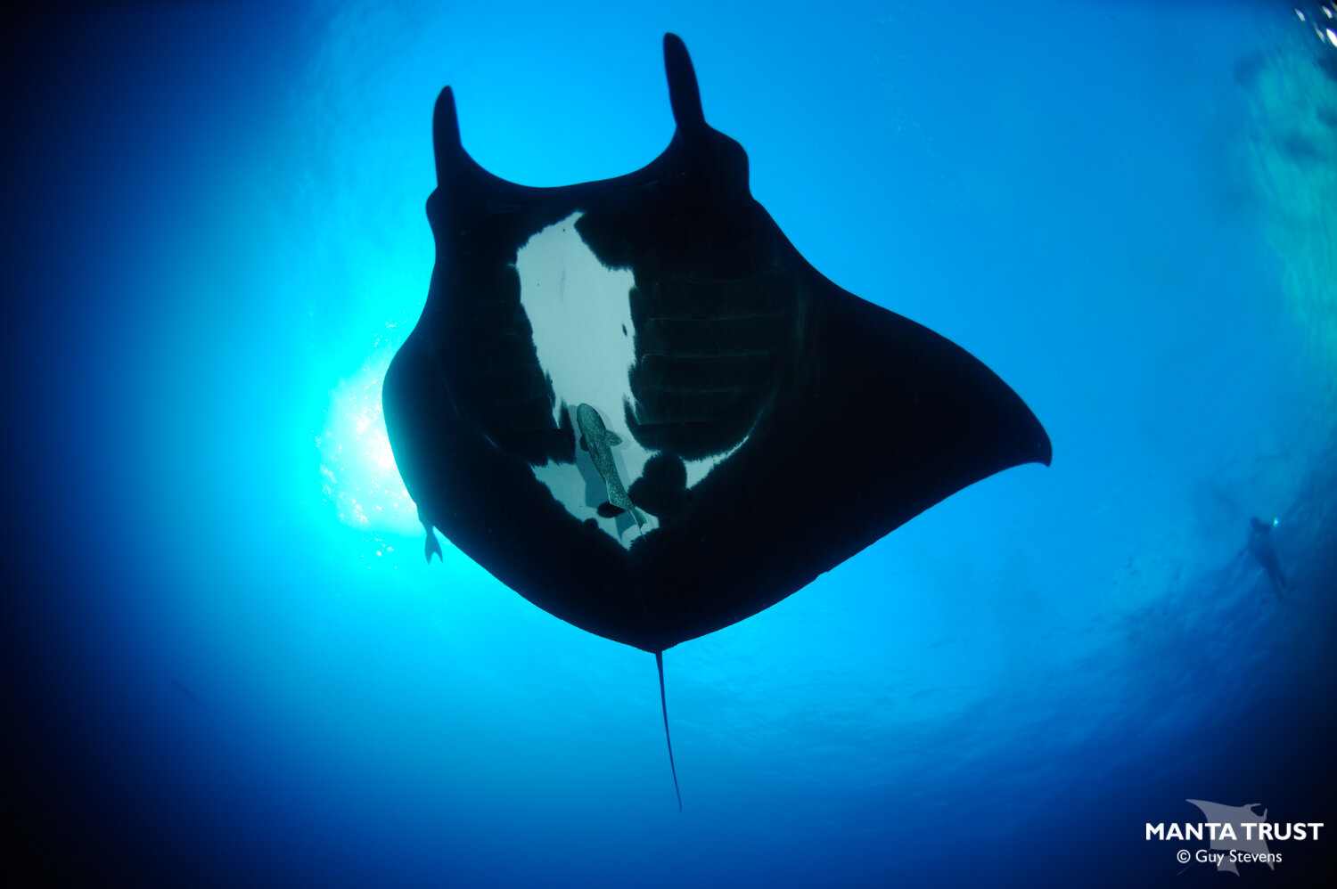 Oceanic Manta Ray (Mobula birostris) Species Guide — Manta Trust