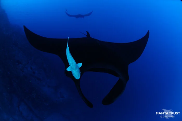 Oceanic Manta Ray (Mobula birostris) Species Guide — Manta Trust