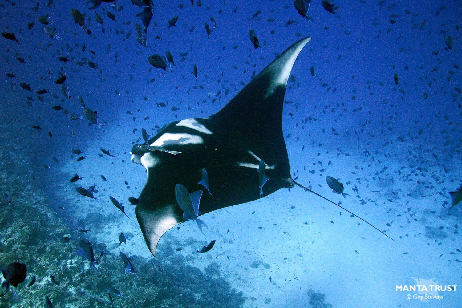 Oceanic Manta Ray (Mobula birostris) Species Guide — Manta Trust