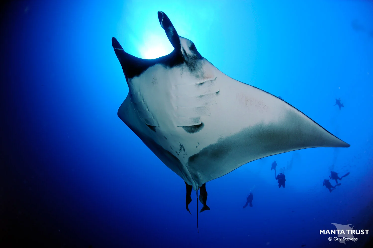Oceanic Manta Ray (Mobula birostris) Species Guide — Manta Trust