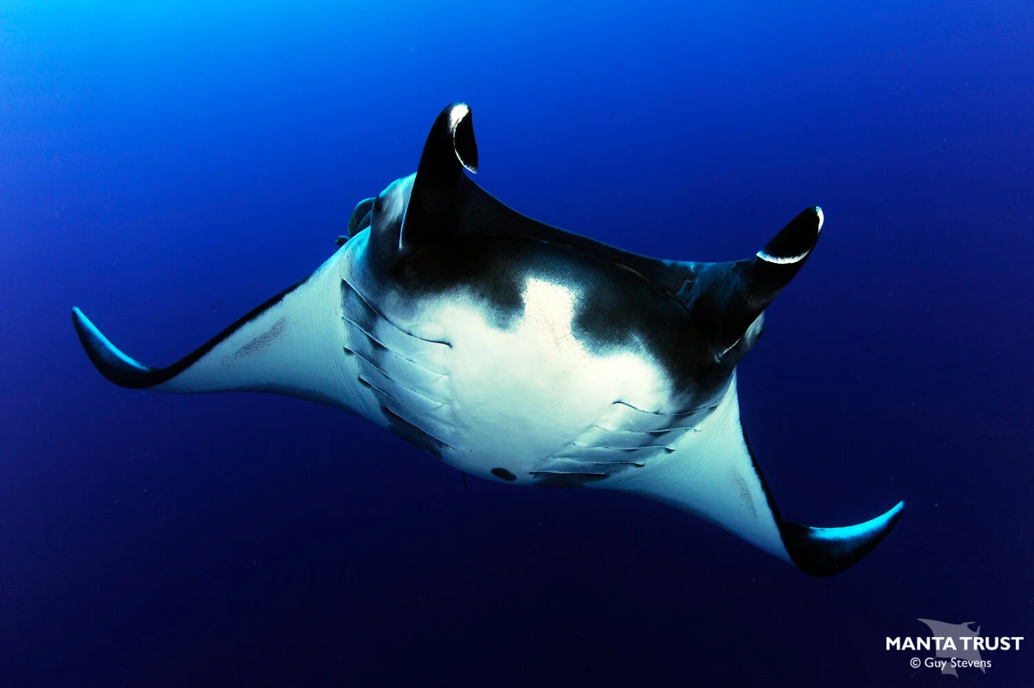 Oceanic Manta Ray (Mobula birostris) Species Guide — Manta Trust