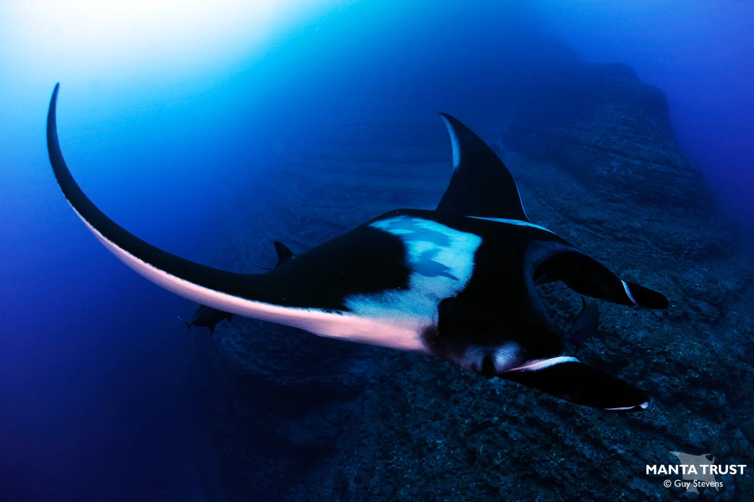 Oceanic Manta Ray (Mobula birostris) Species Guide — Manta Trust