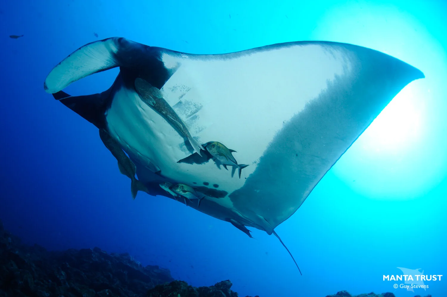 Oceanic Manta Ray (Mobula birostris) Species Guide — Manta Trust