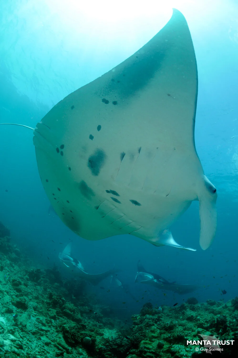 What are mobulids? | Manta & Devil ray ecology and biology — Manta Trust