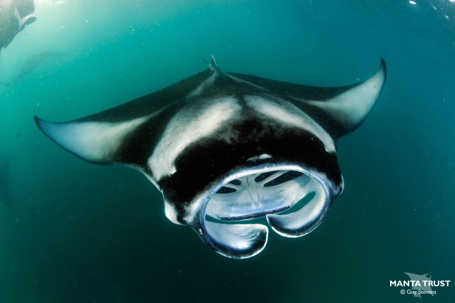 What are mobulids? | Manta & Devil ray ecology and biology — Manta Trust