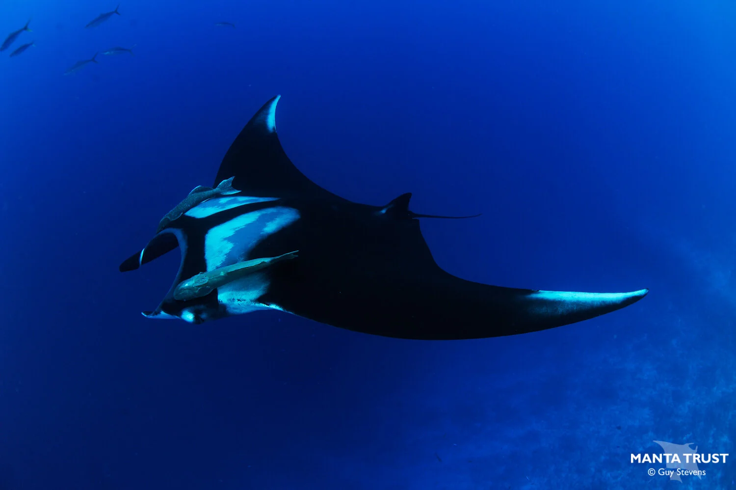 What are mobulids? | Manta & Devil ray ecology and biology — Manta Trust